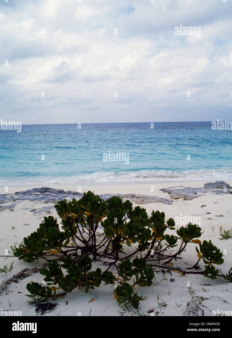 Vegetation on the beach at Long Bay, one of the alleged points of ...