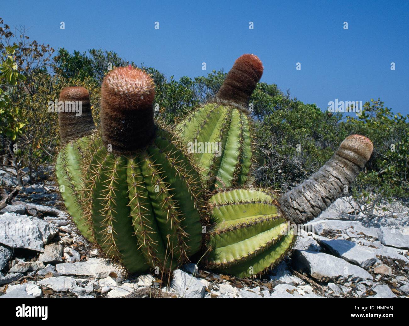 Turks head hi-res stock photography and images - Alamy