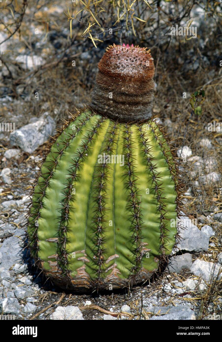 Turks head hi-res stock photography and images - Alamy