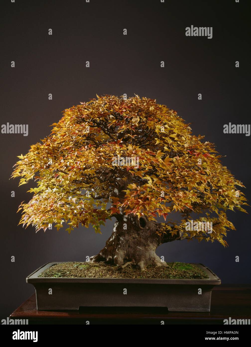 Maple acer sp hi-res stock photography and images - Alamy