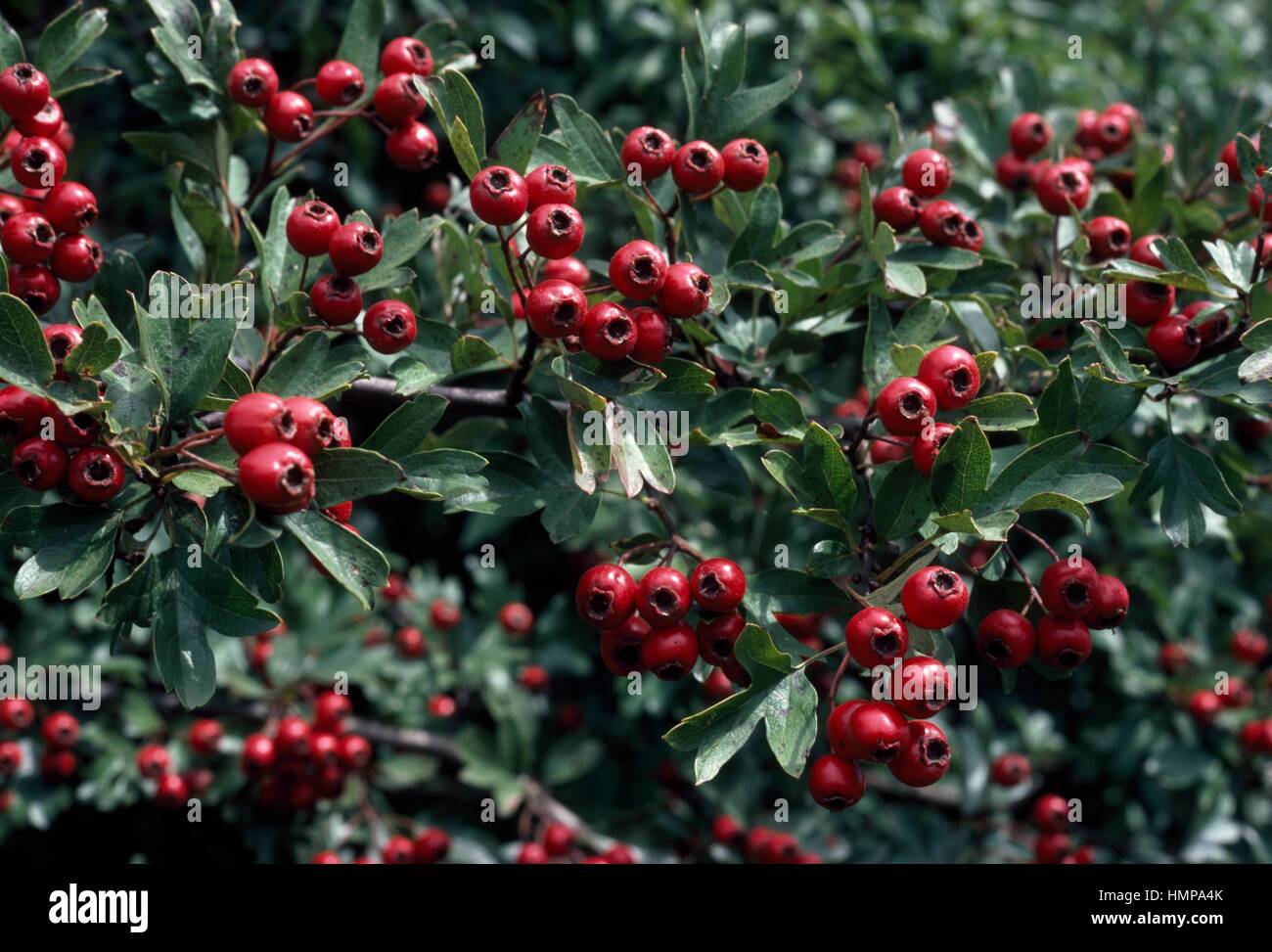 Crataegus oxyacantha hi-res stock photography and images - Alamy