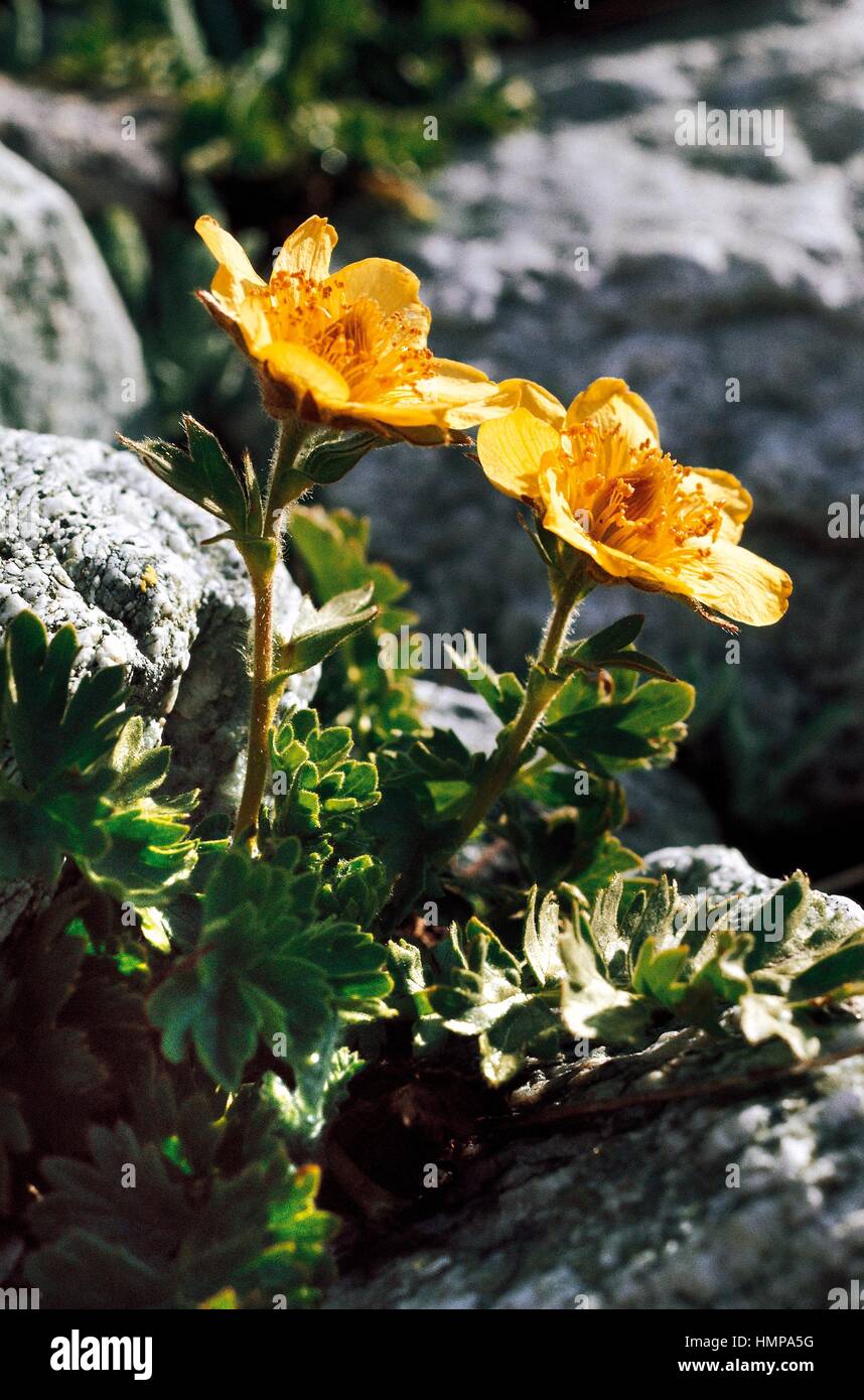 Alpine avens or Avens (Geum montanum), Rosaceae Stock Photo - Alamy