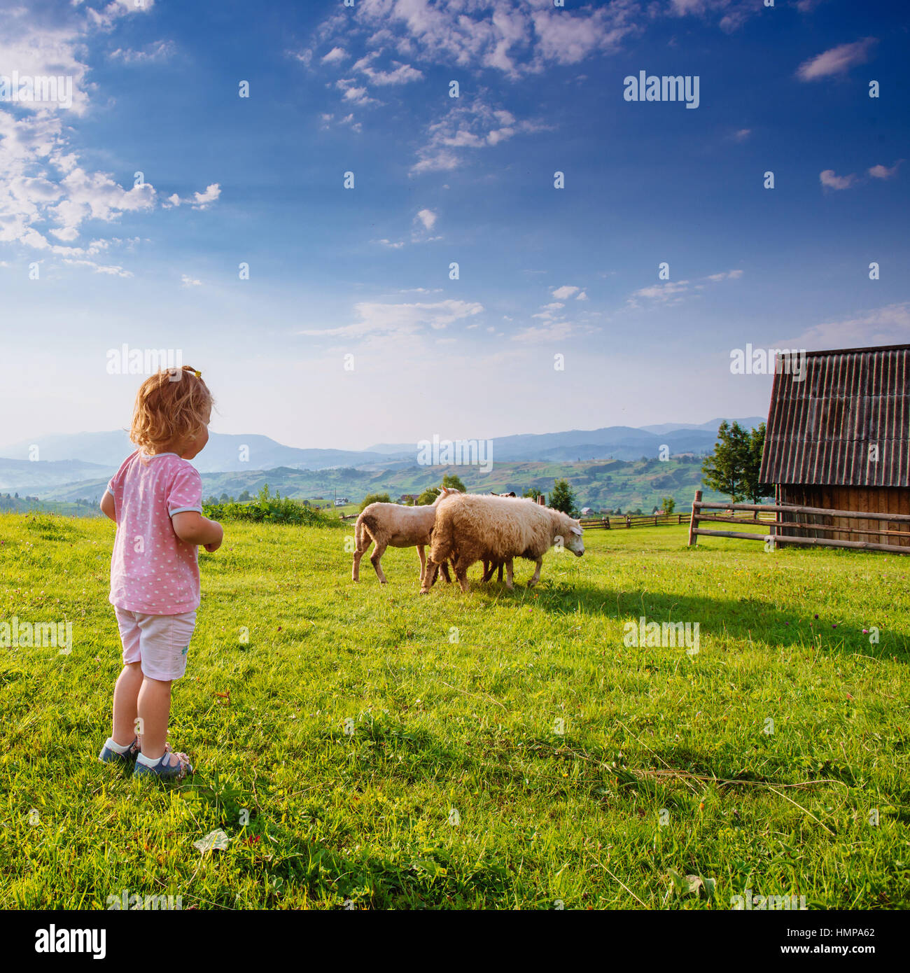 girl on meadow with sheep Stock Photo - Alamy