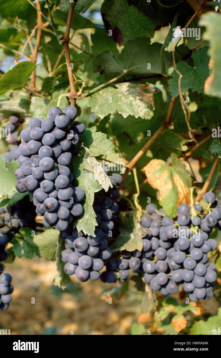 Bunches barbera grapes vitis vinifera hi-res stock photography and ...