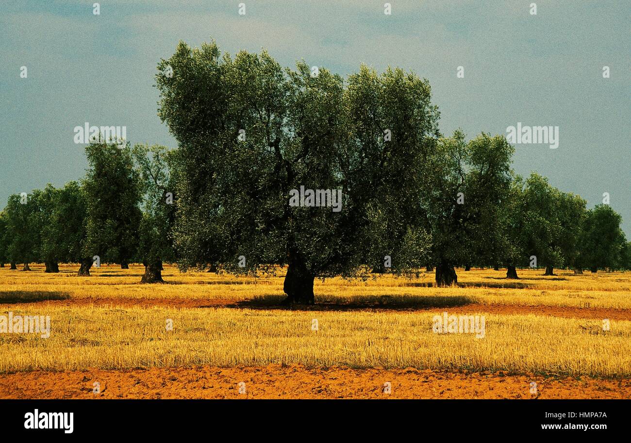 Olive trees (Olea europaea) near Laterza, Puglia, Italy Stock Photo - Alamy