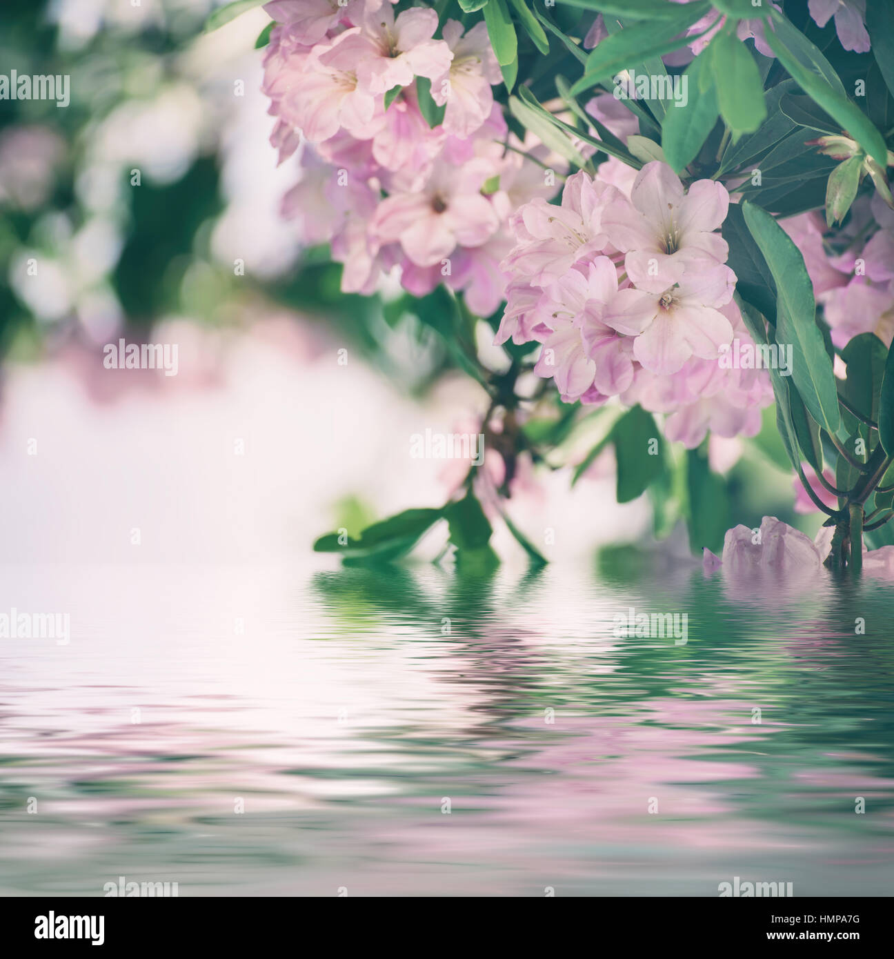 Rhododendron maximum pink flowers Stock Photo - Alamy