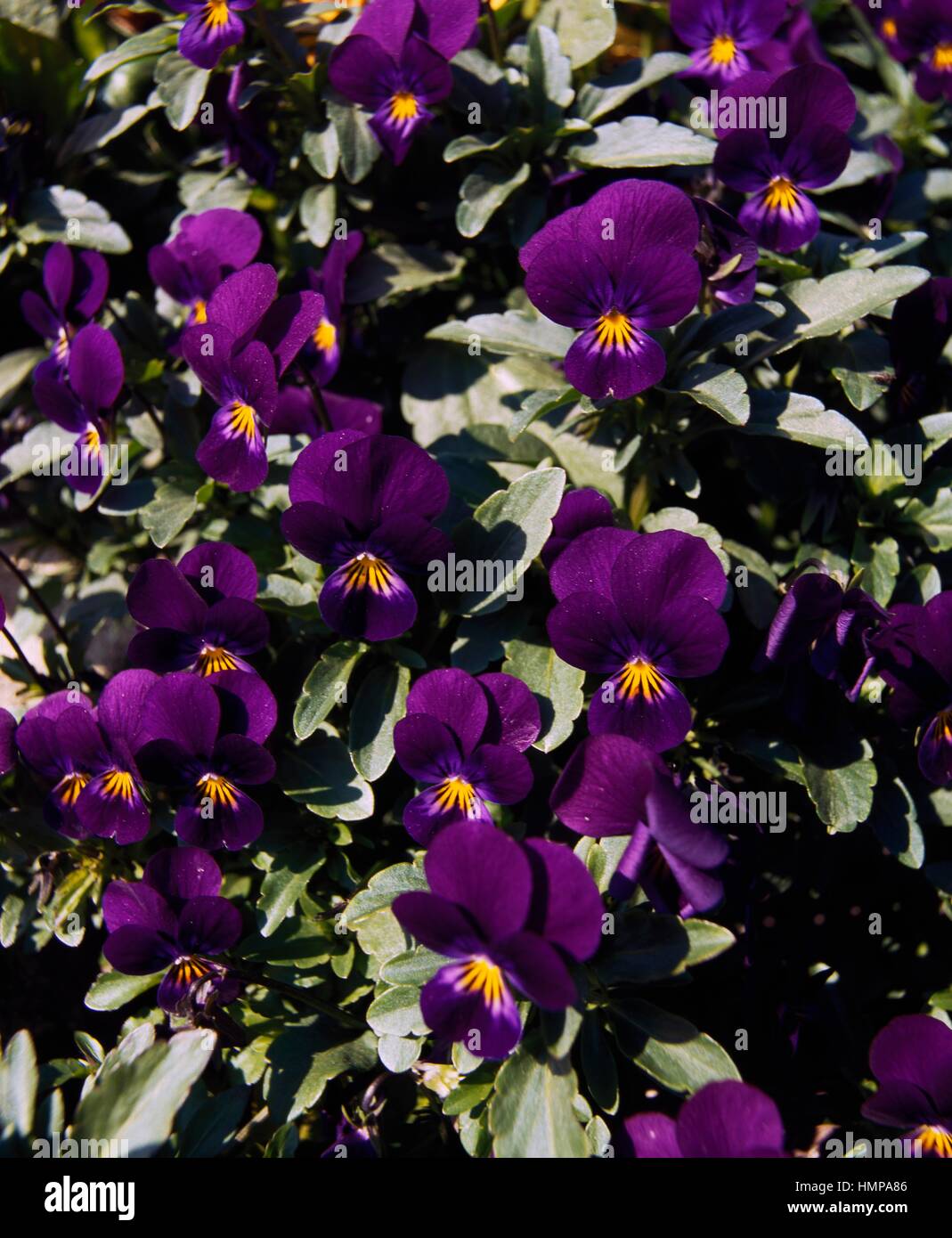 Viola Calcarata Stock Photos & Viola Calcarata Stock Images - Alamy