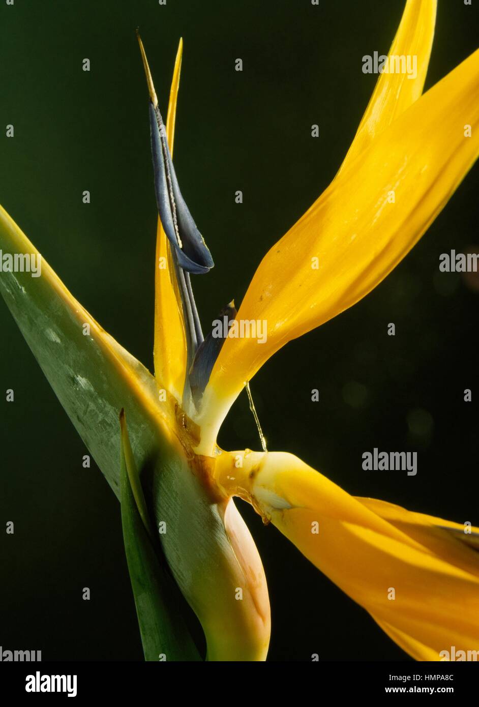 Bird-of-paradise (Strelitzia sp), Strelitziaceae Stock Photo - Alamy