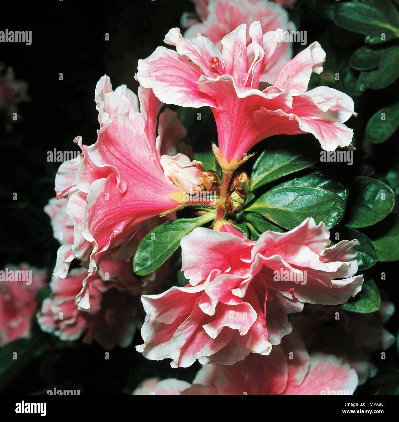 Indian azalea (Rhododendron simsii or Rhododendron indicum), Ericaceae ...