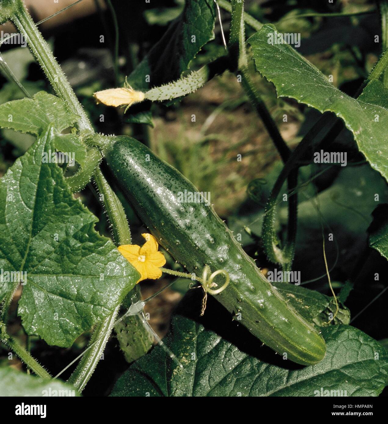 Garden Cucumber (Cucumis sativus), Cucurbitaceae Stock Photo - Alamy
