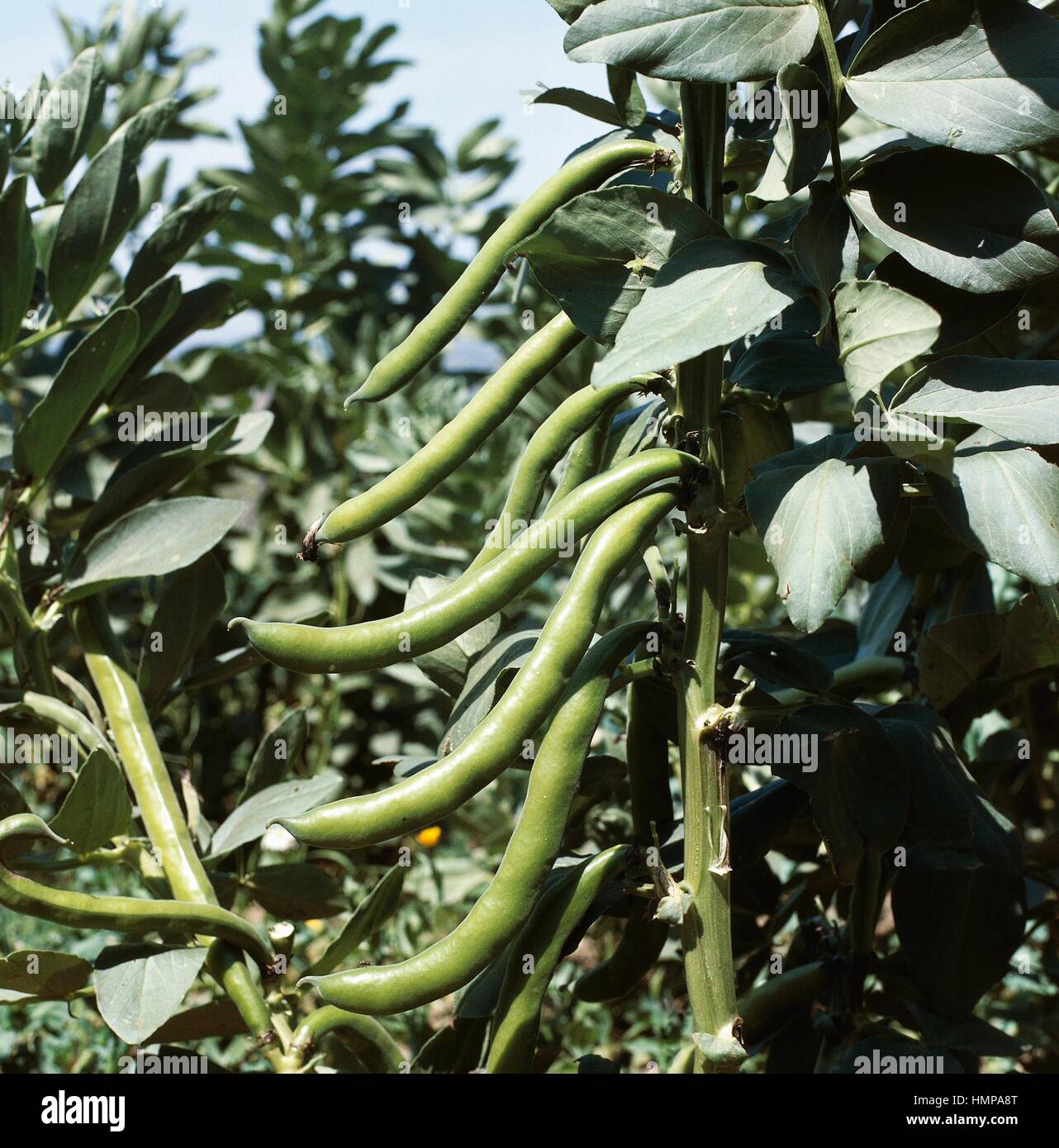 Fava bean plant hi-res stock photography and images - Alamy
