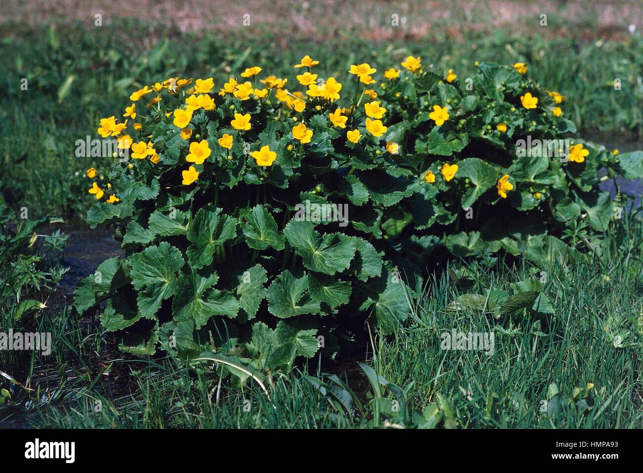 Buttercups (Ranunculus sp), Ranunculaceae Stock Photo - Alamy