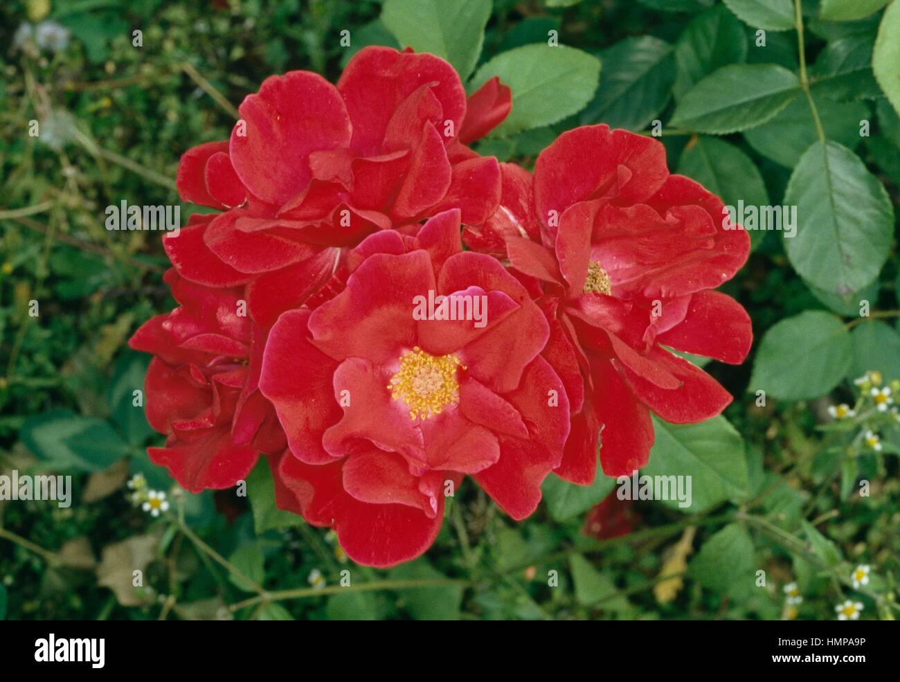 Floribunda rose, Rosaceae Stock Photo - Alamy