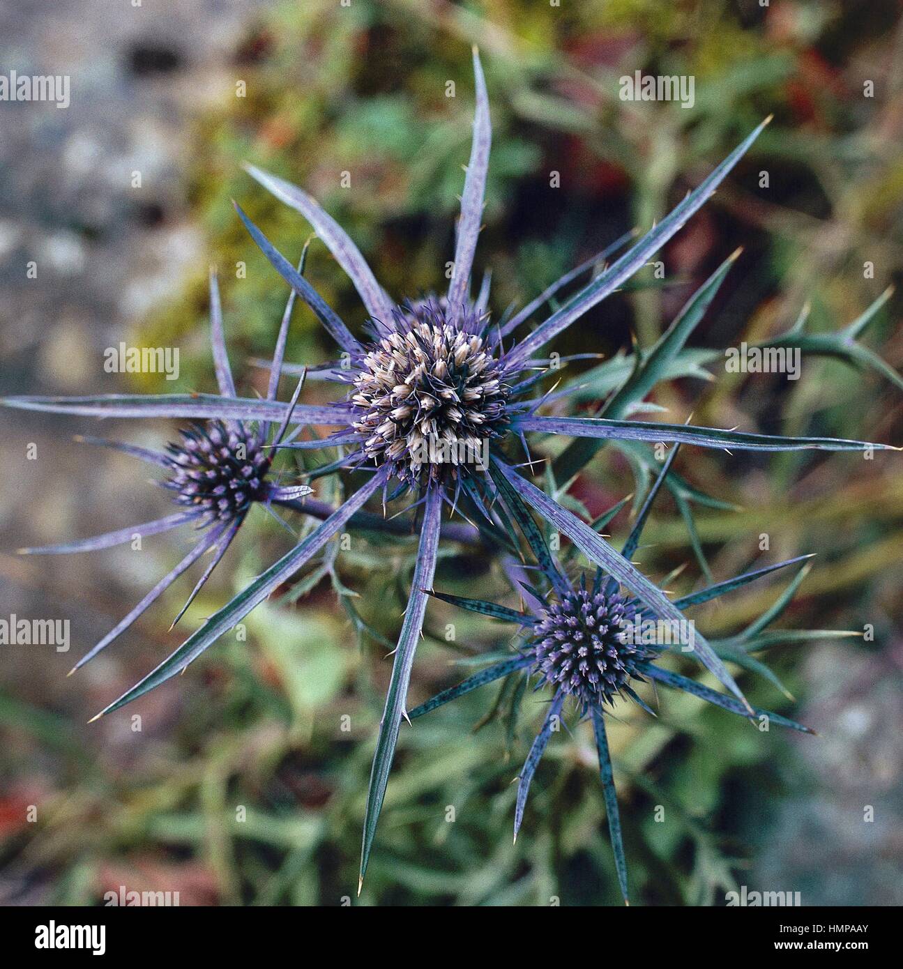 Amethyst sea holly (Eryngium amethystinum), Apiaceae Stock Photo - Alamy
