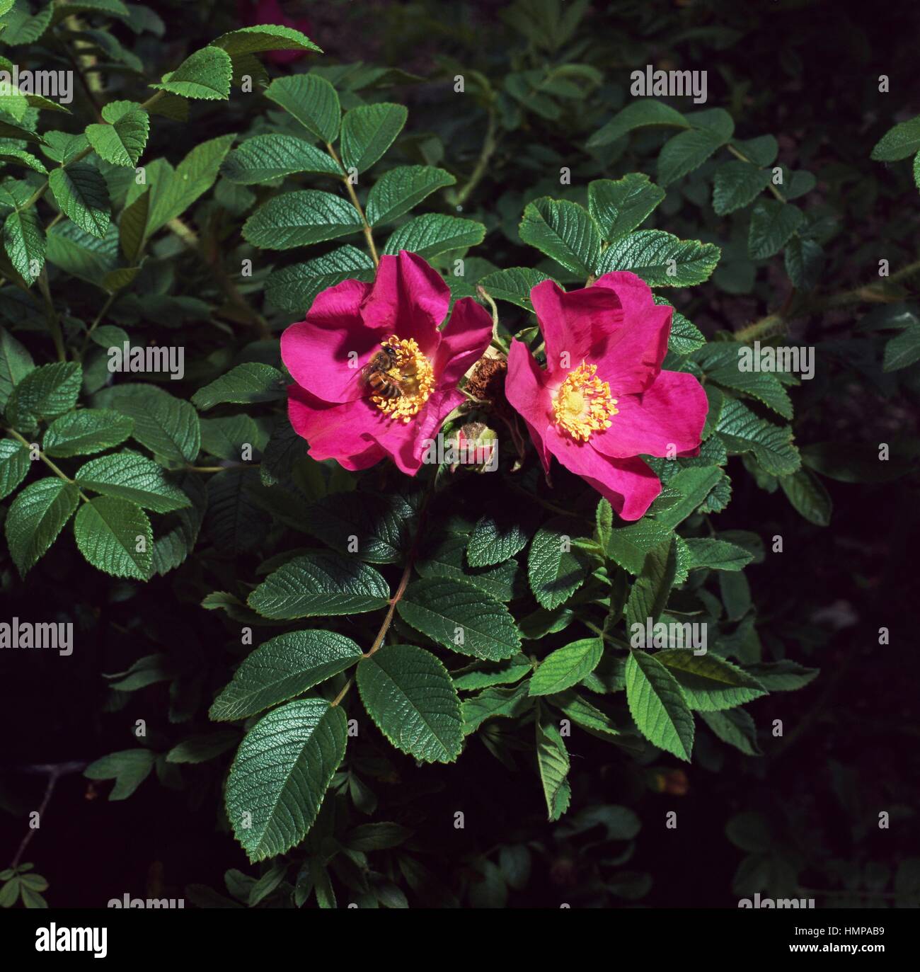 Rosa gallica provins rose flower hi-res stock photography and images ...