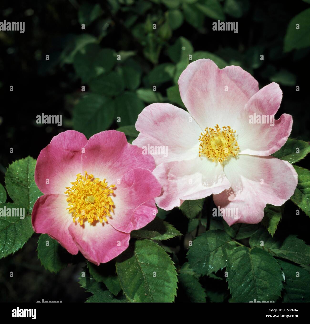 Rosa gallica provins rose flower hi-res stock photography and images ...