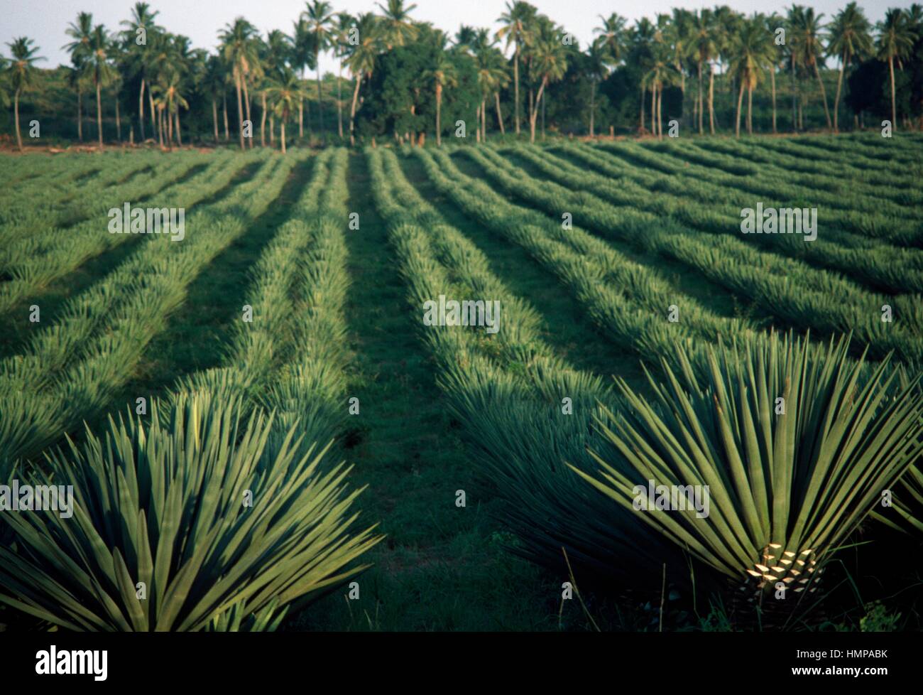 Agave crops agave sp hi-res stock photography and images - Alamy