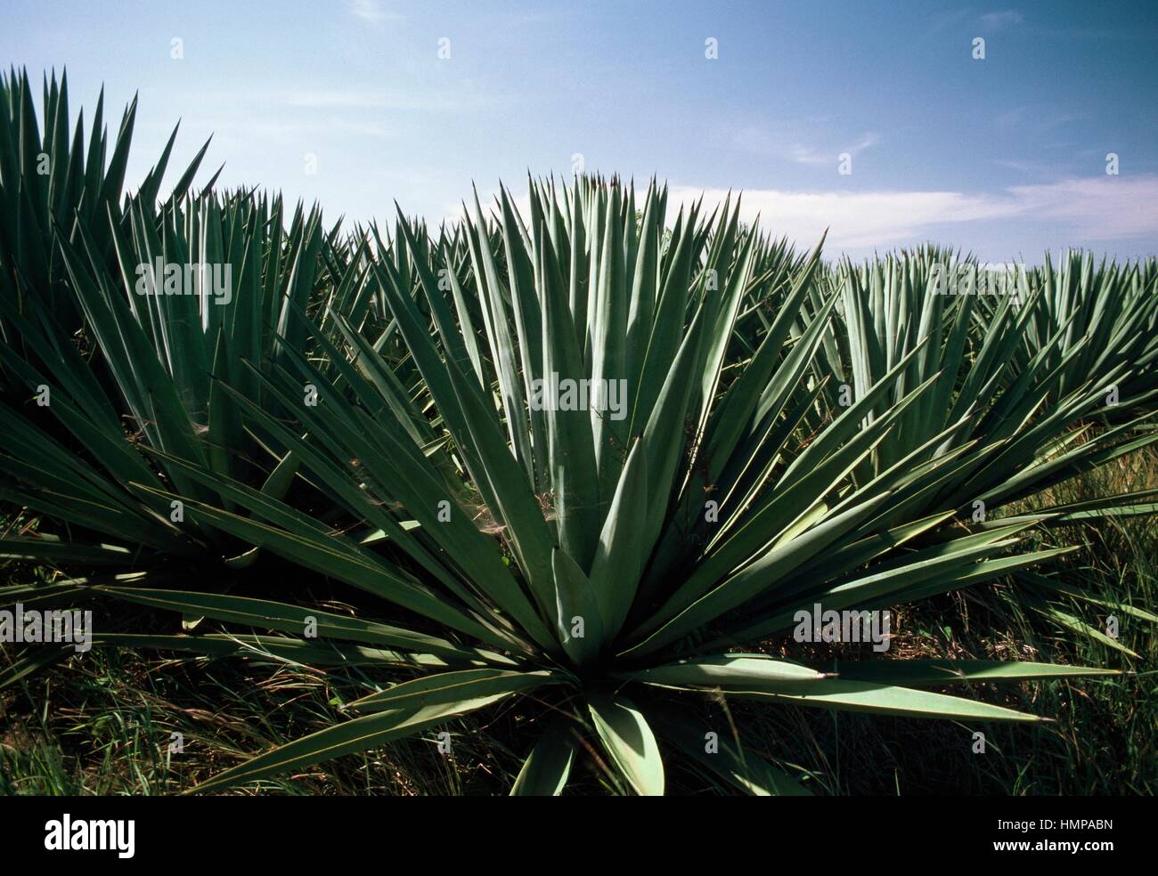 Agave crops (Agave sp), Agavaceae, Kenya Stock Photo - Alamy