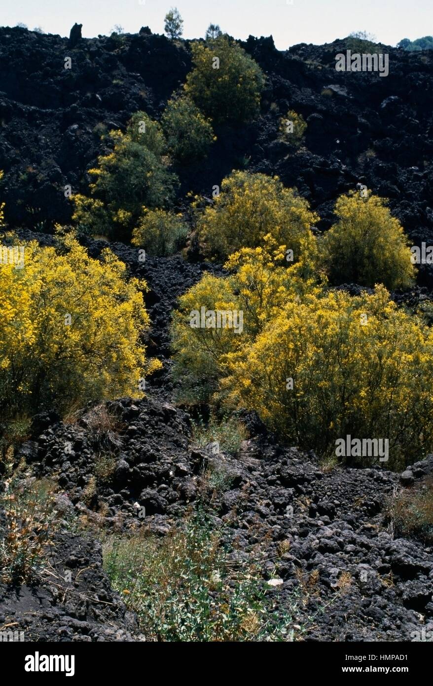 Genisteae sp hi-res stock photography and images - Alamy