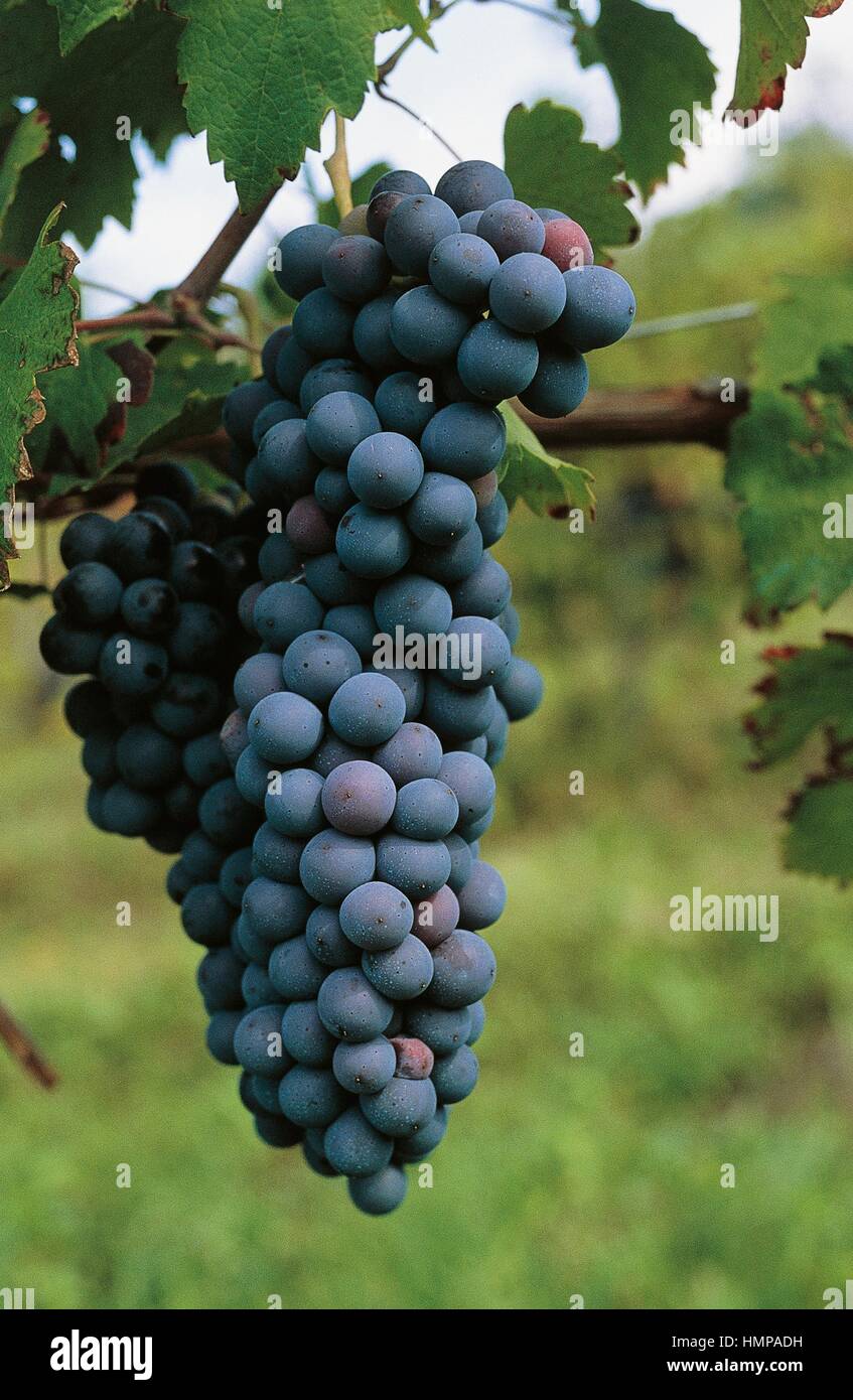 Bunches barbera grapes vitis vinifera hi-res stock photography and images - Alamy