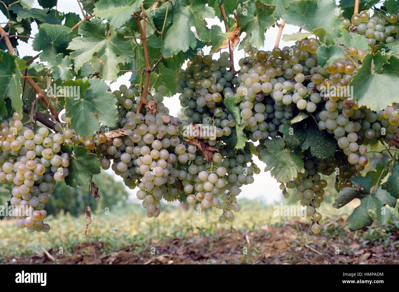 Cortese grapes hi-res stock photography and images - Alamy