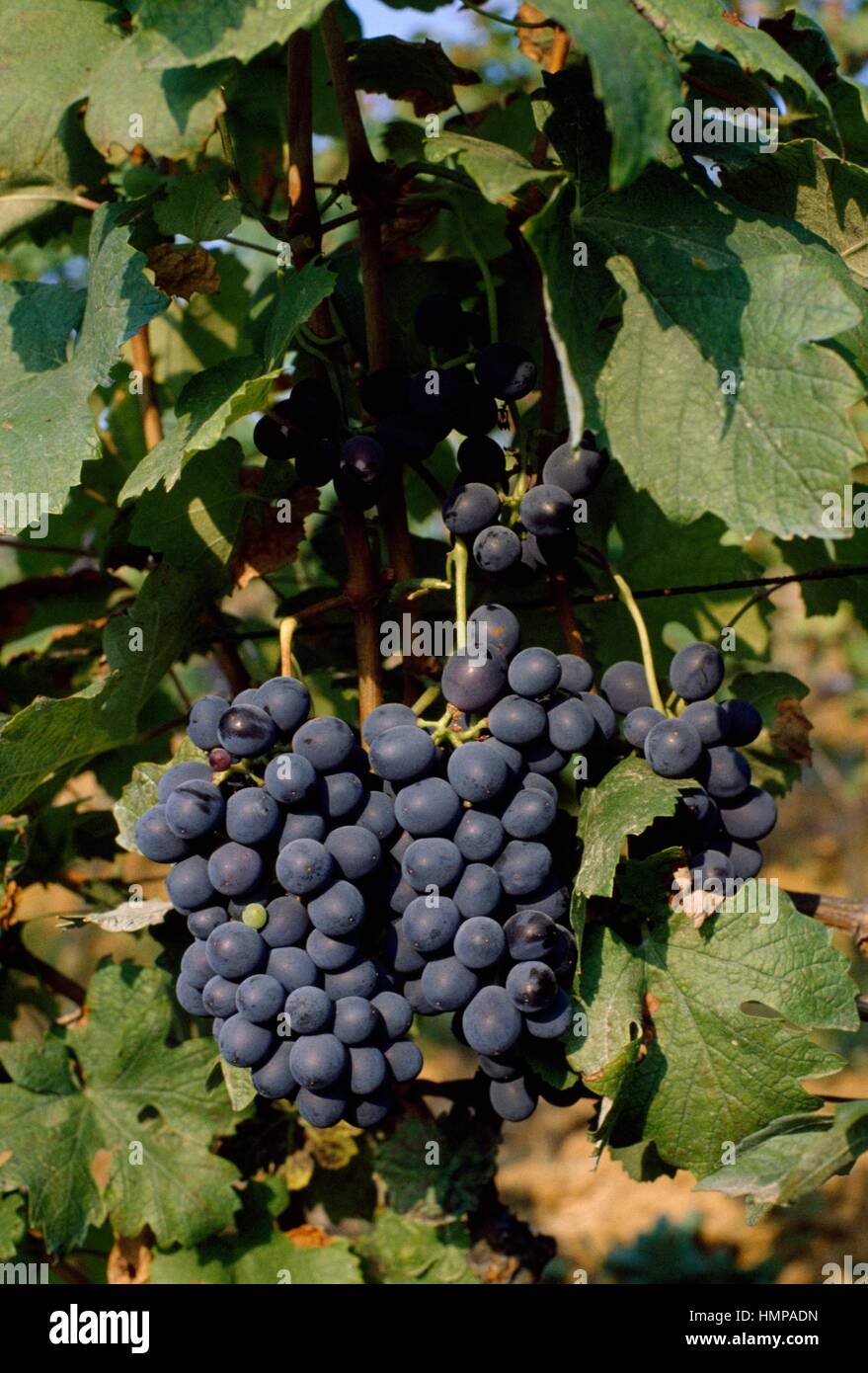 Bunches of Barbera grapes (Vitis vinifera), Vitaceae Stock Photo - Alamy
