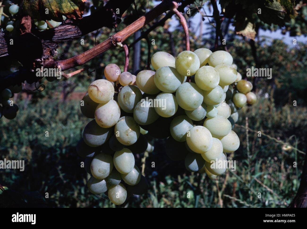 Bunches of Muscat grapes Stock Photo - Alamy