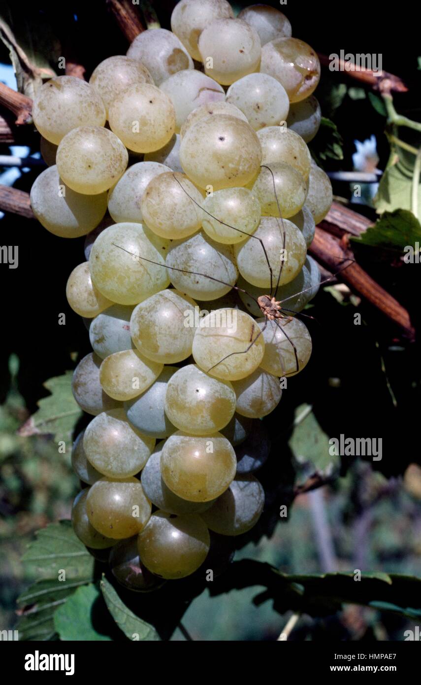 Angela grapes hi-res stock photography and images - Alamy