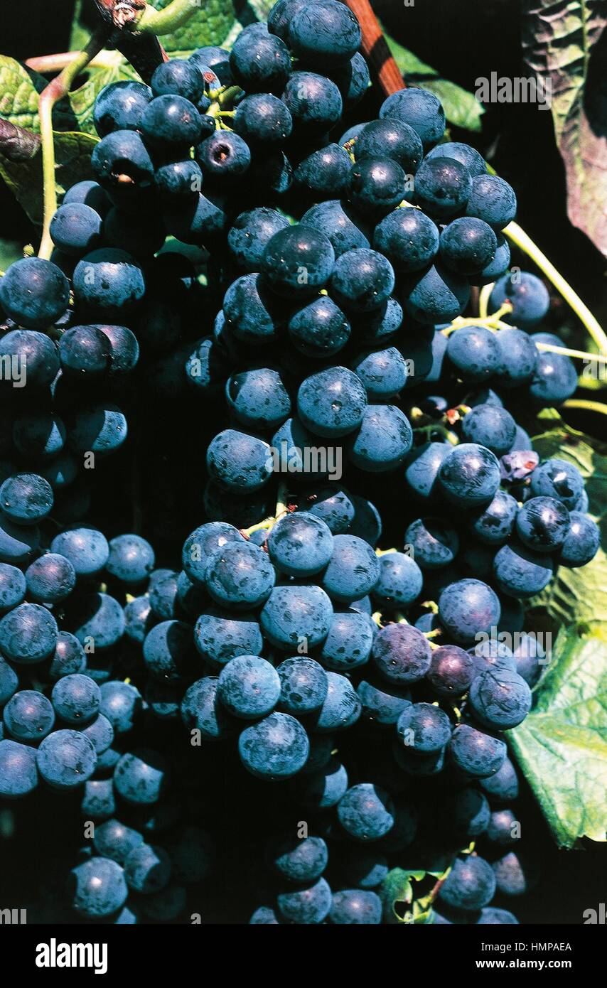 Bunches merlot grapes vitis vinifera hi-res stock photography and images - Alamy