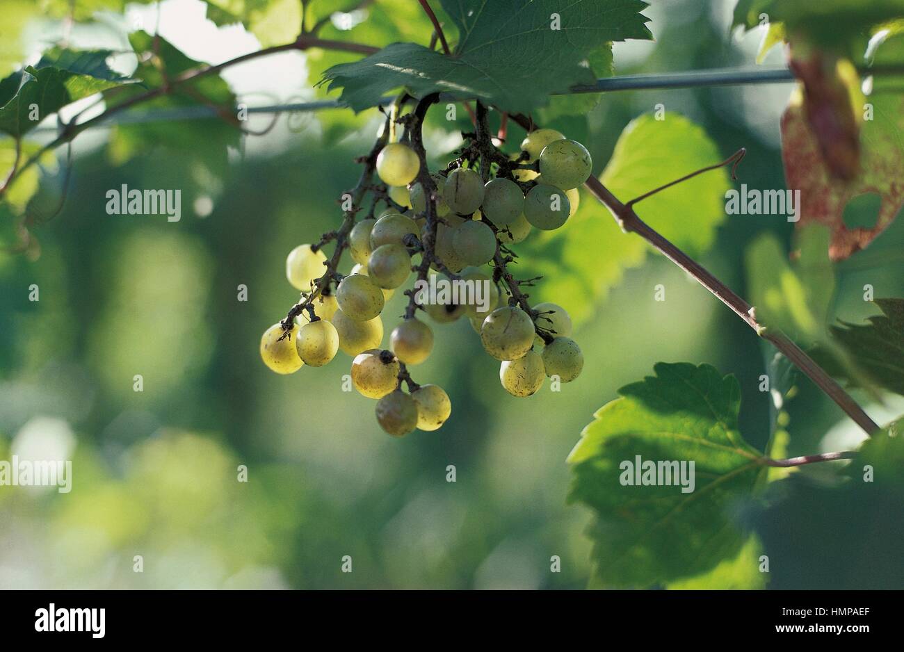 Picolit grapes High Resolution Stock Photography and Images - Alamy