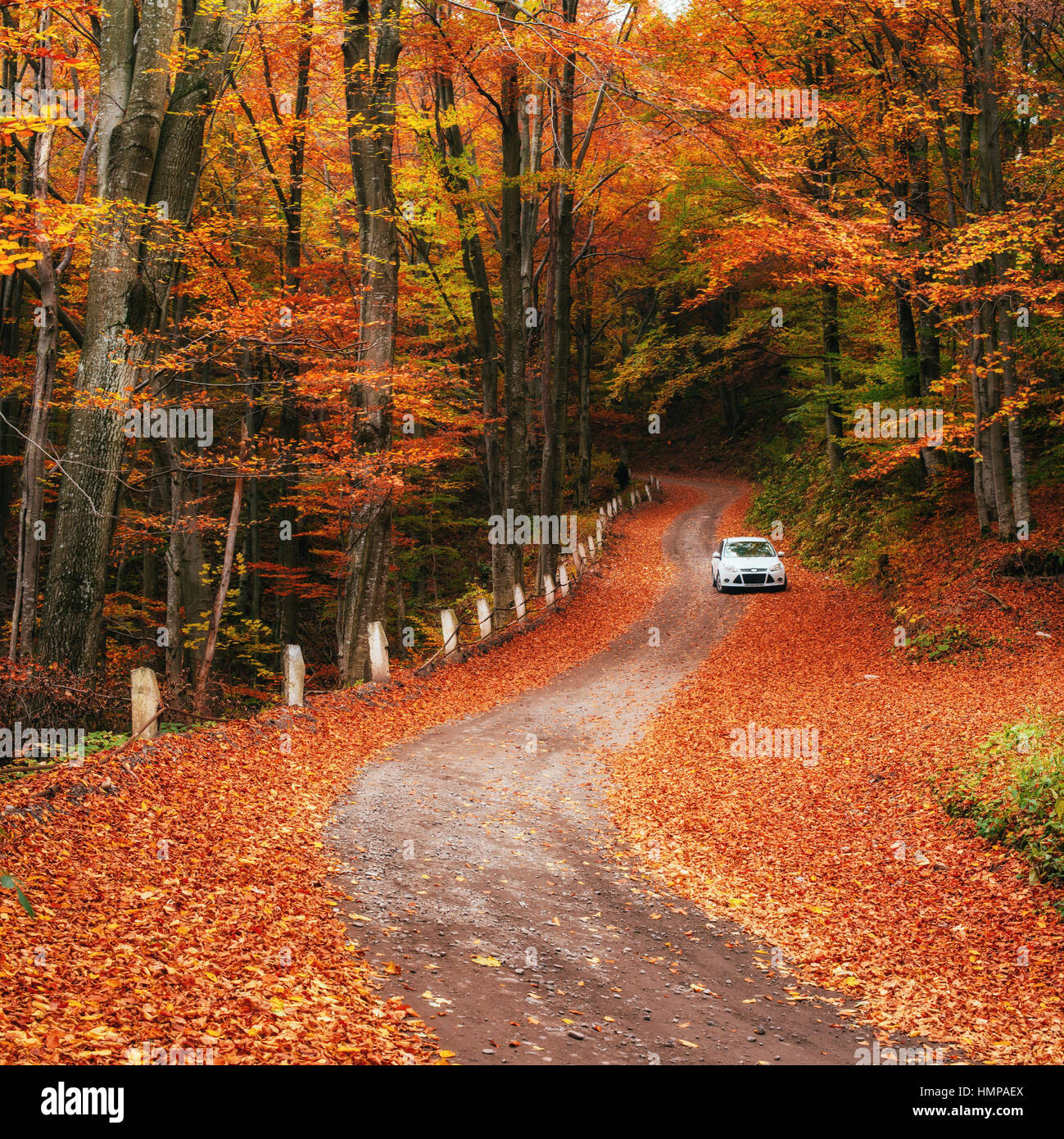 car on a forest path Stock Photo - Alamy