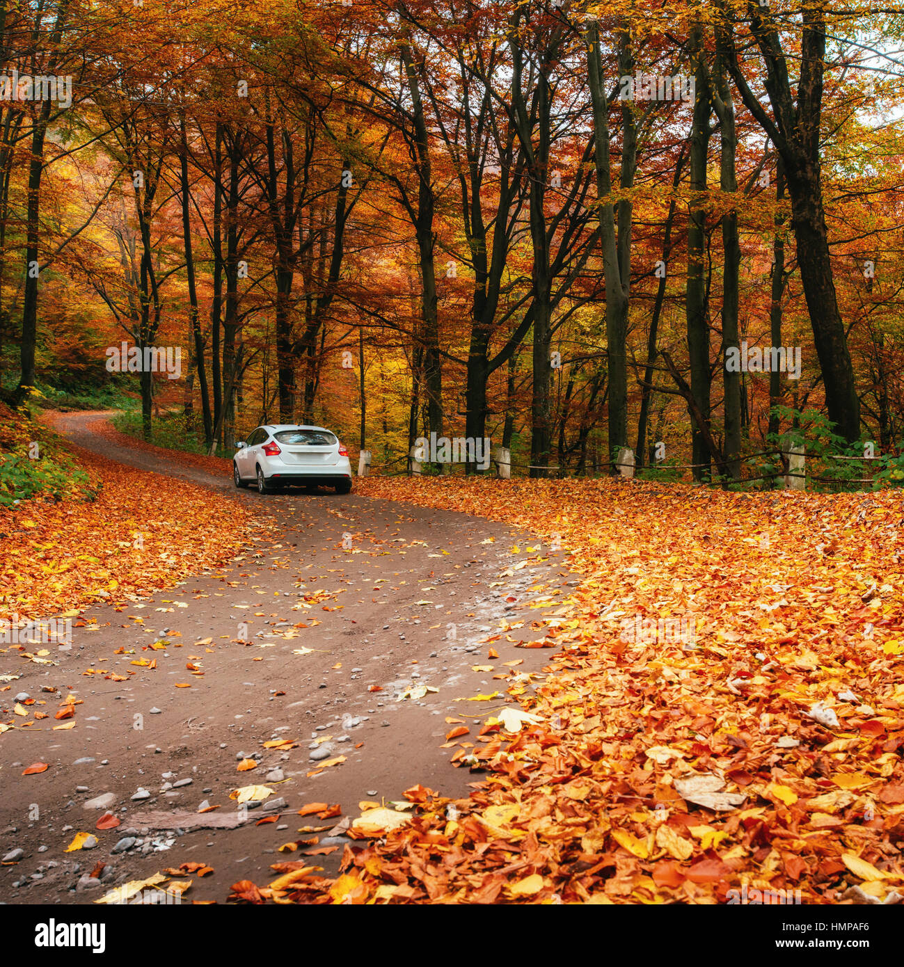 car on a forest path Stock Photo - Alamy