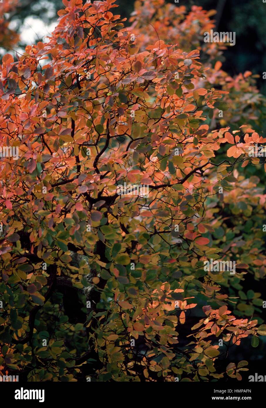 Cotinus obovatus autumn hi-res stock photography and images - Alamy