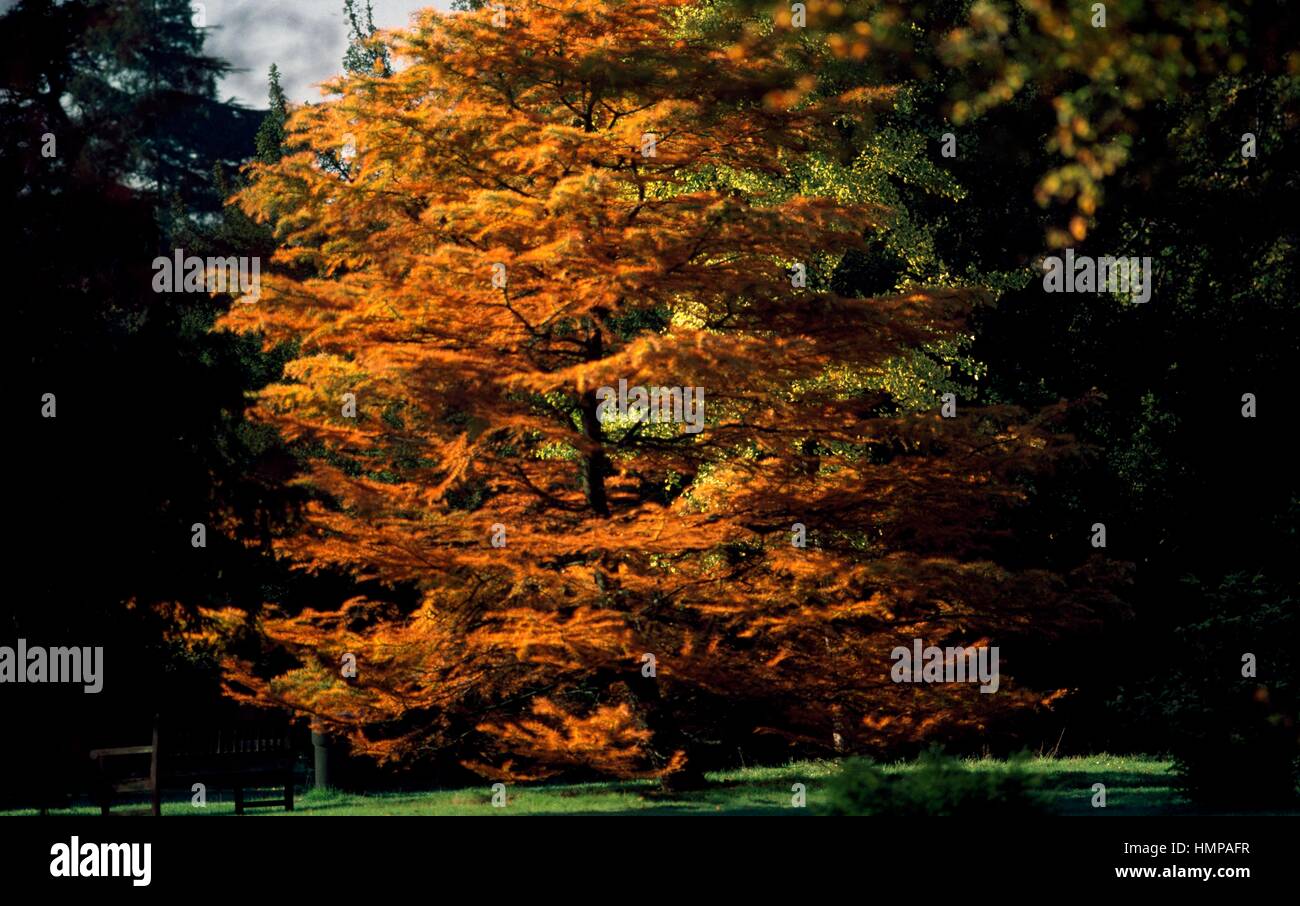 Trees in Kew Gardens, London, England Stock Photo - Alamy