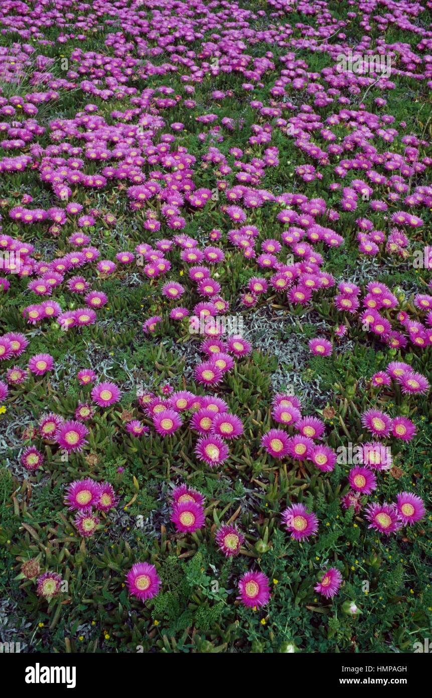 Fig marigold hi-res stock photography and images - Alamy