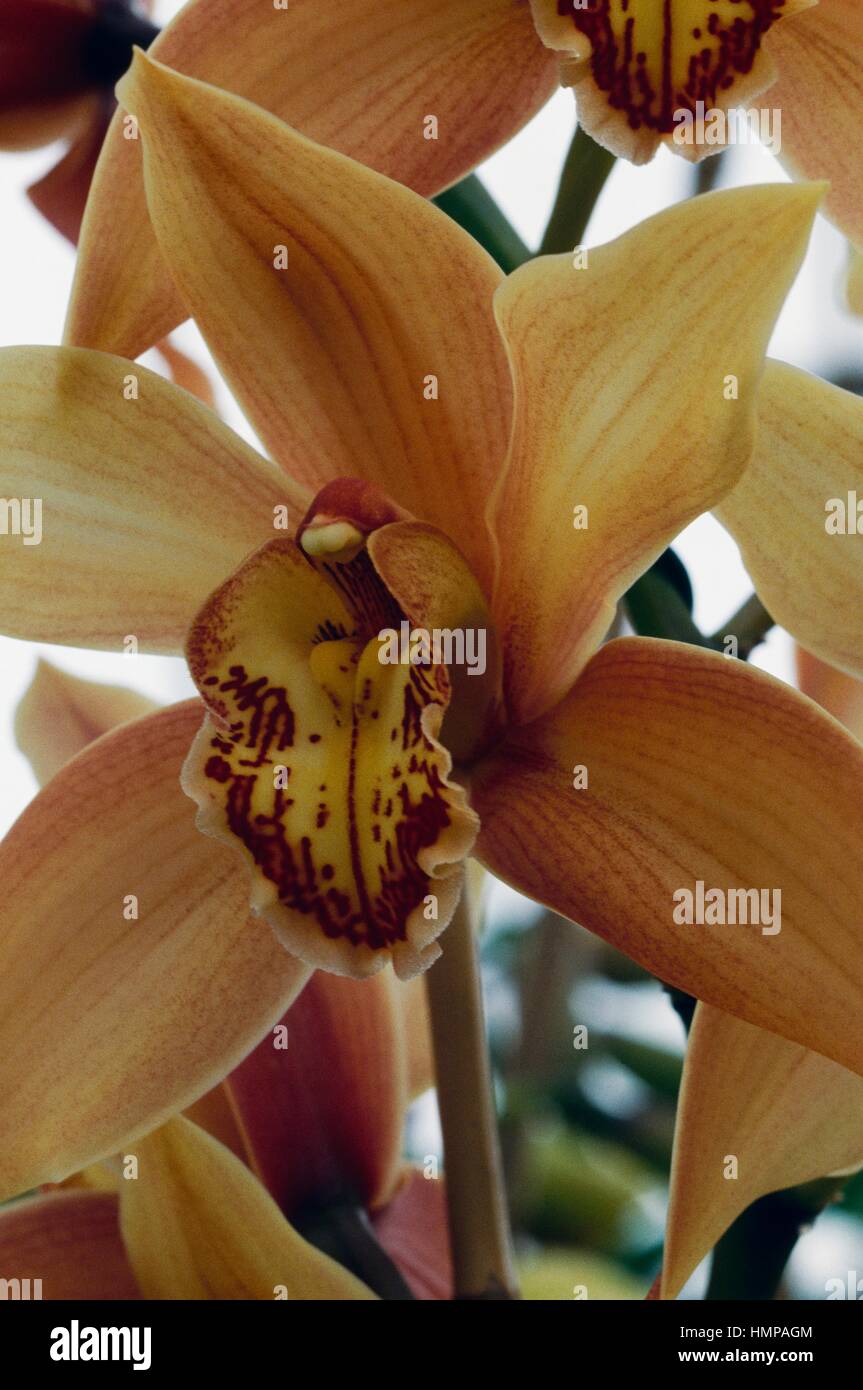 Cymbidium Sp High Resolution Stock Photography and Images - Alamy