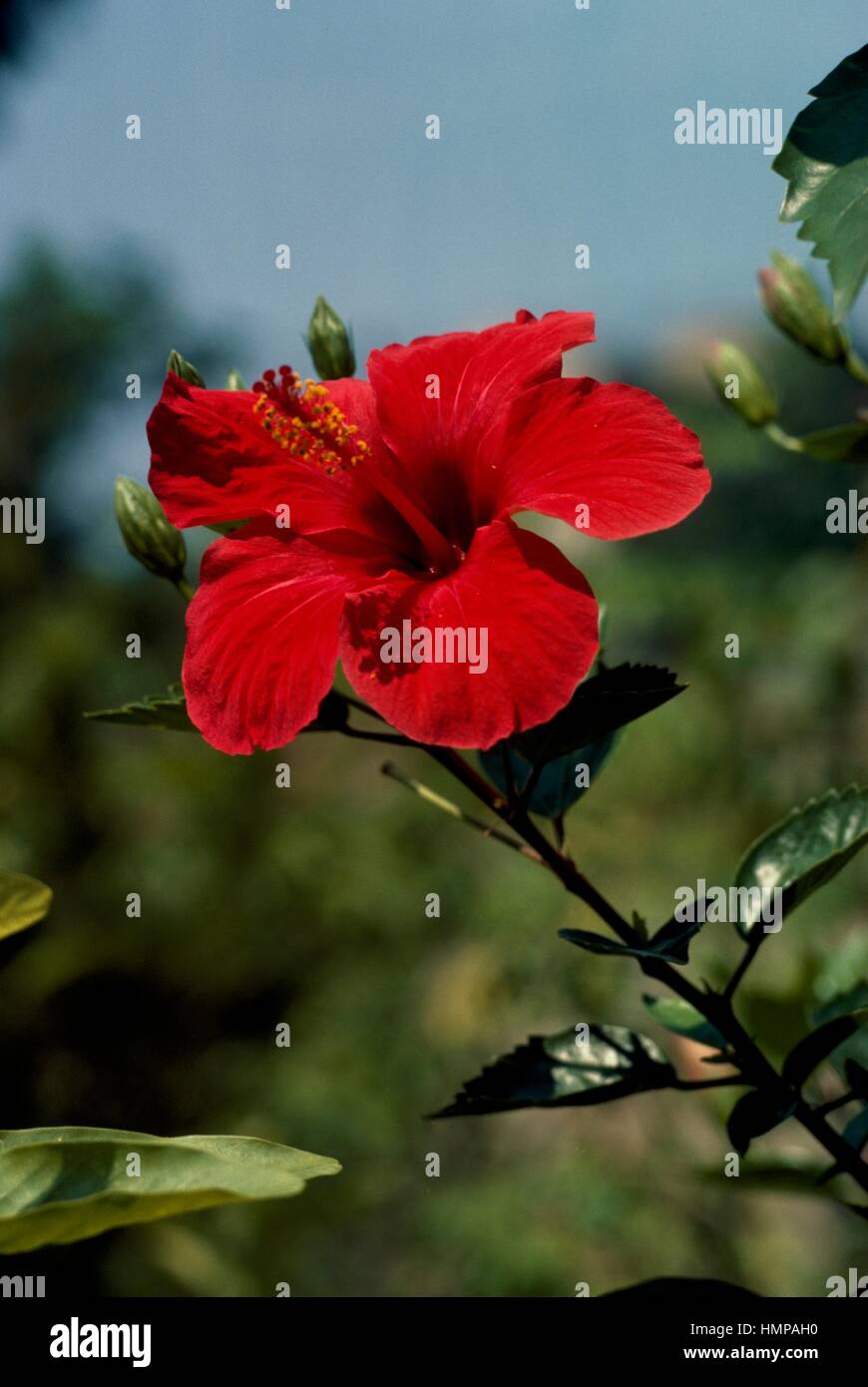 Shoeblackplant, Chinese Hibiscus or China Rose (Hibiscus rosa-sinensis ...