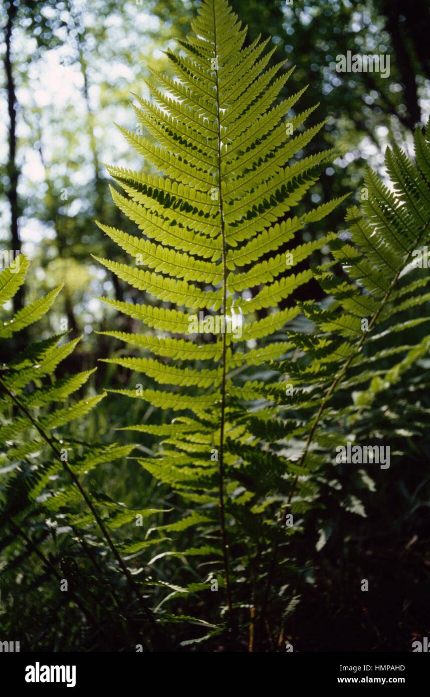 Ferns morphology hi-res stock photography and images - Alamy