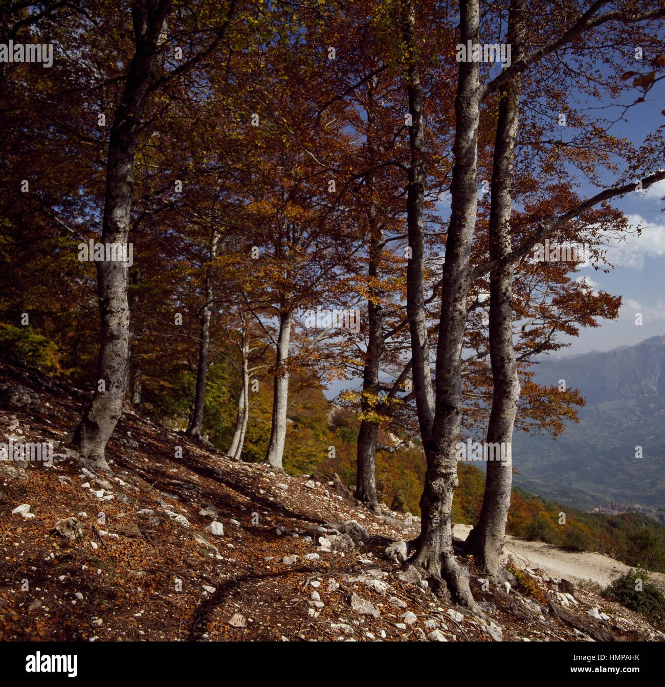 Wild Beech and European Beech specimens (Fagus sylvatica), Fagaceae ...