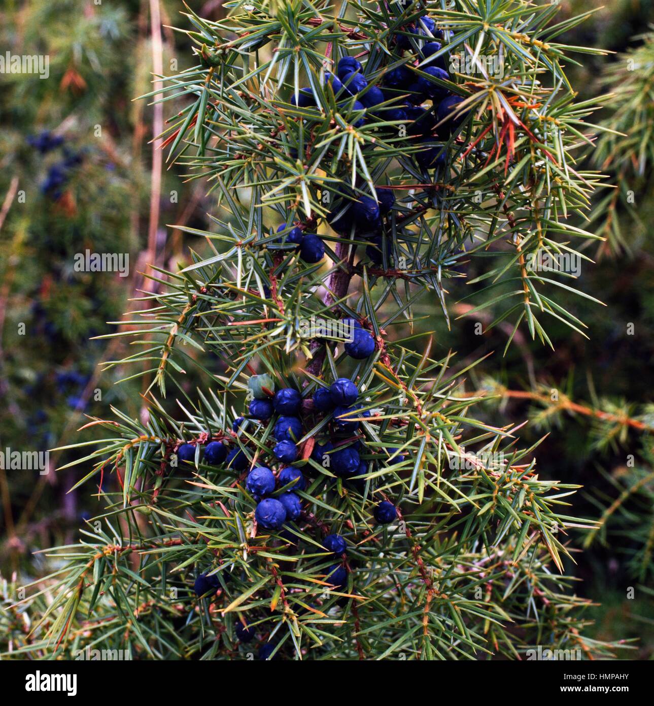Common Juniper (Juniperus communis), Cupressaceae Stock Photo - Alamy