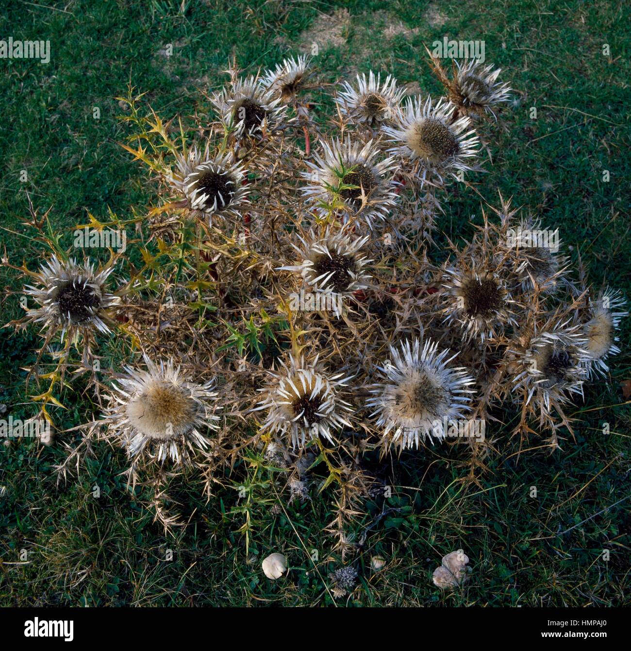 Stemless carline thistle, Dwarf carline thistle or Silver thistle ...