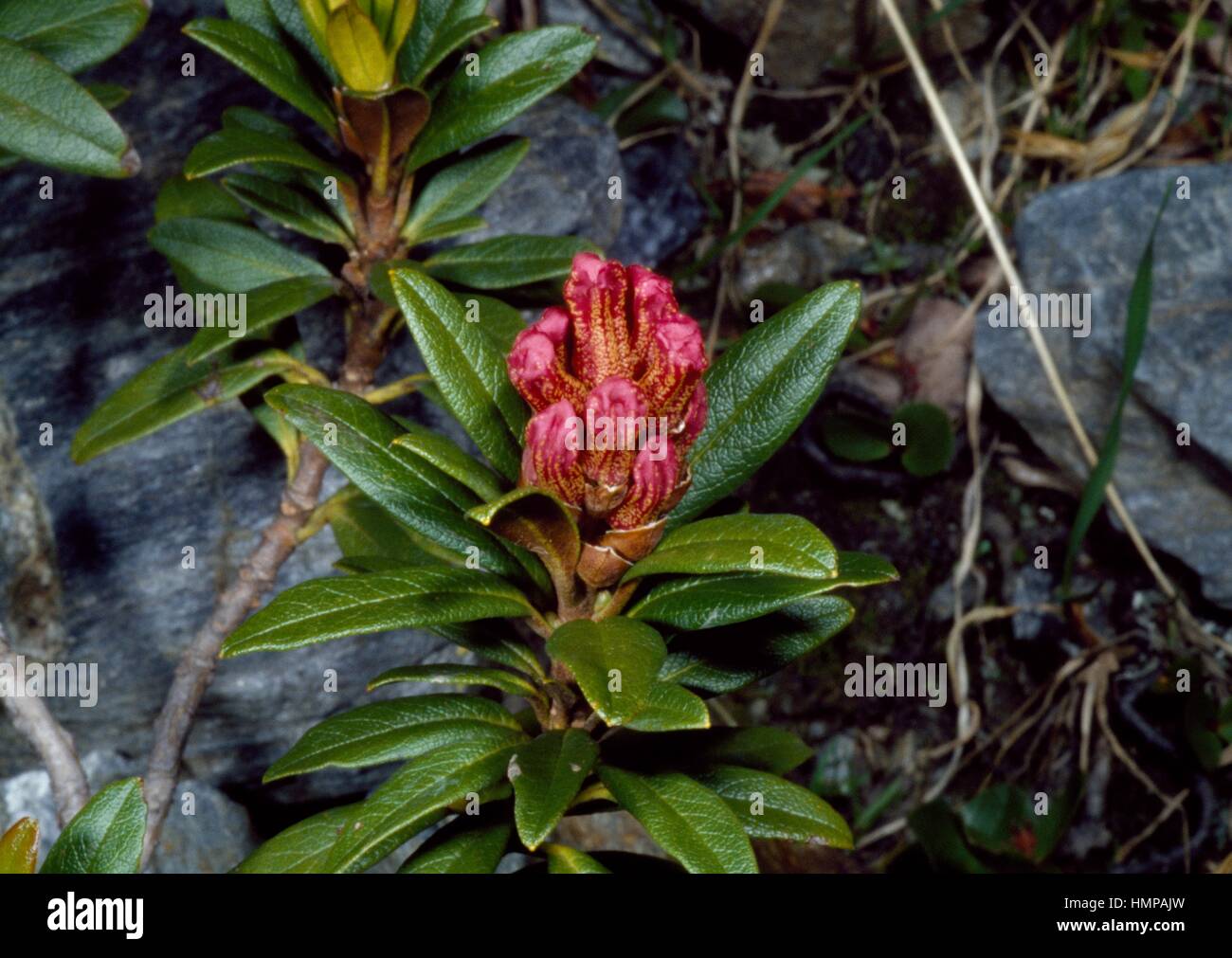 Alpenrose (Rhododendron ferrugineum), Ericaceae Stock Photo - Alamy