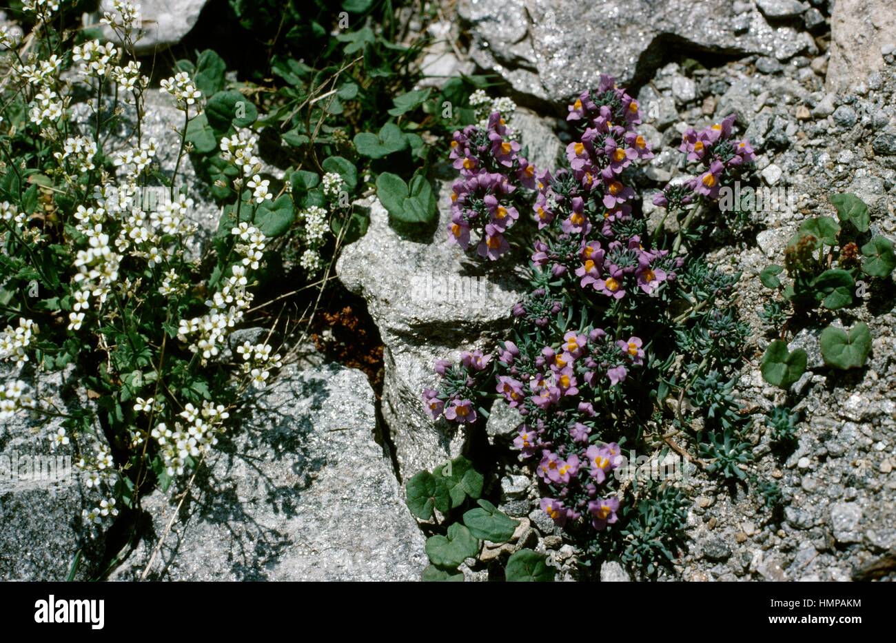 Alpine toadflax (Linaria alpina), Plantaginaceae Stock Photo - Alamy
