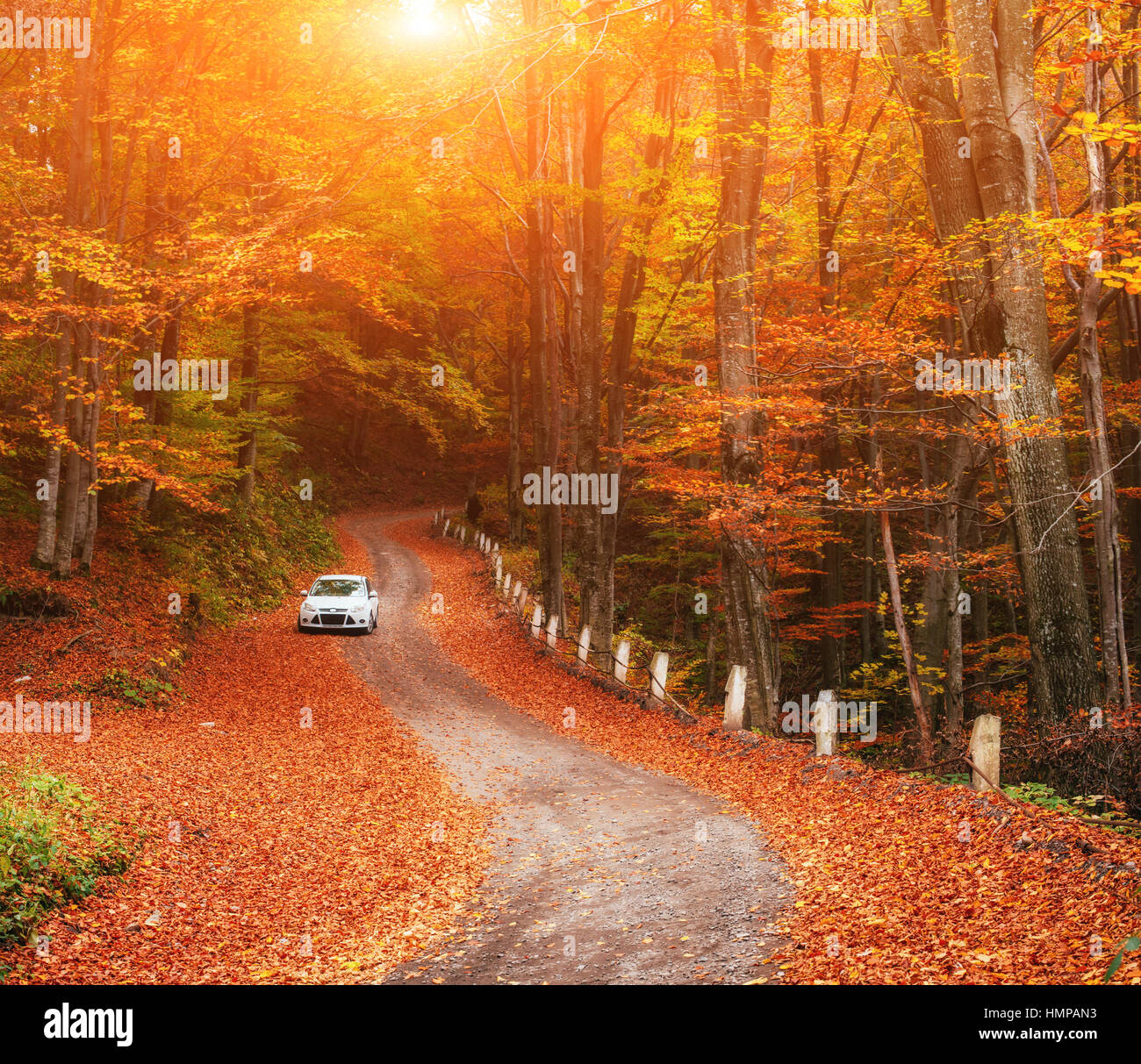 car on a forest path Stock Photo - Alamy