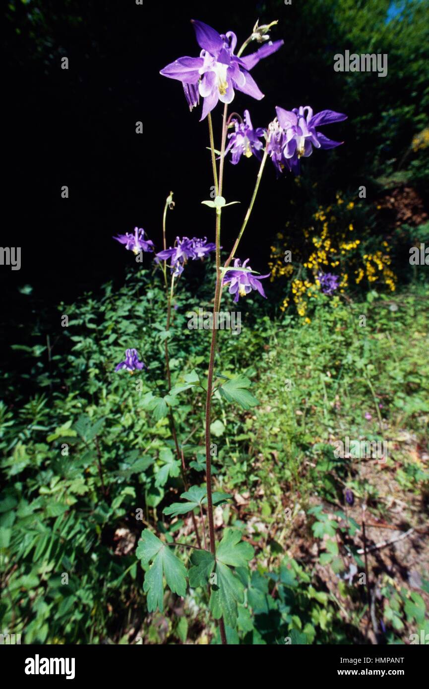 European columbine or Common columbine (Aquilegia vulgaris ...
