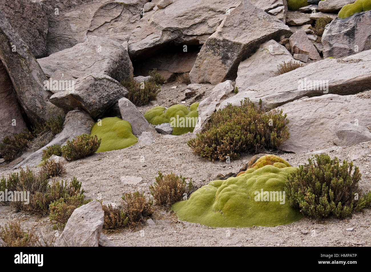 Bright green yareta (llareta) grows on the rocky slopes at Las Cuevas ...