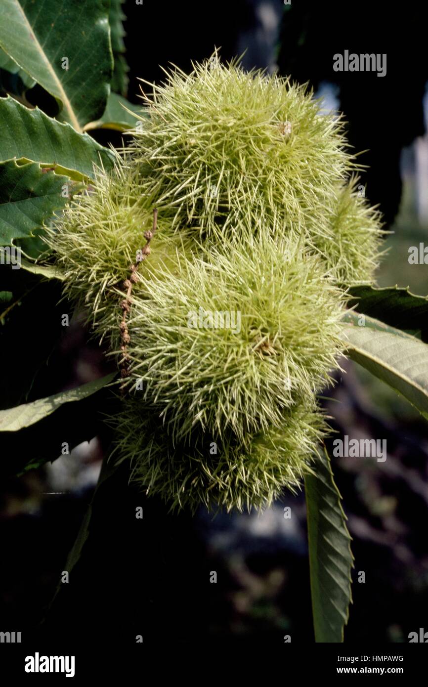 Curly Chestnut (Castanea sativa), Fagaceae Stock Photo - Alamy