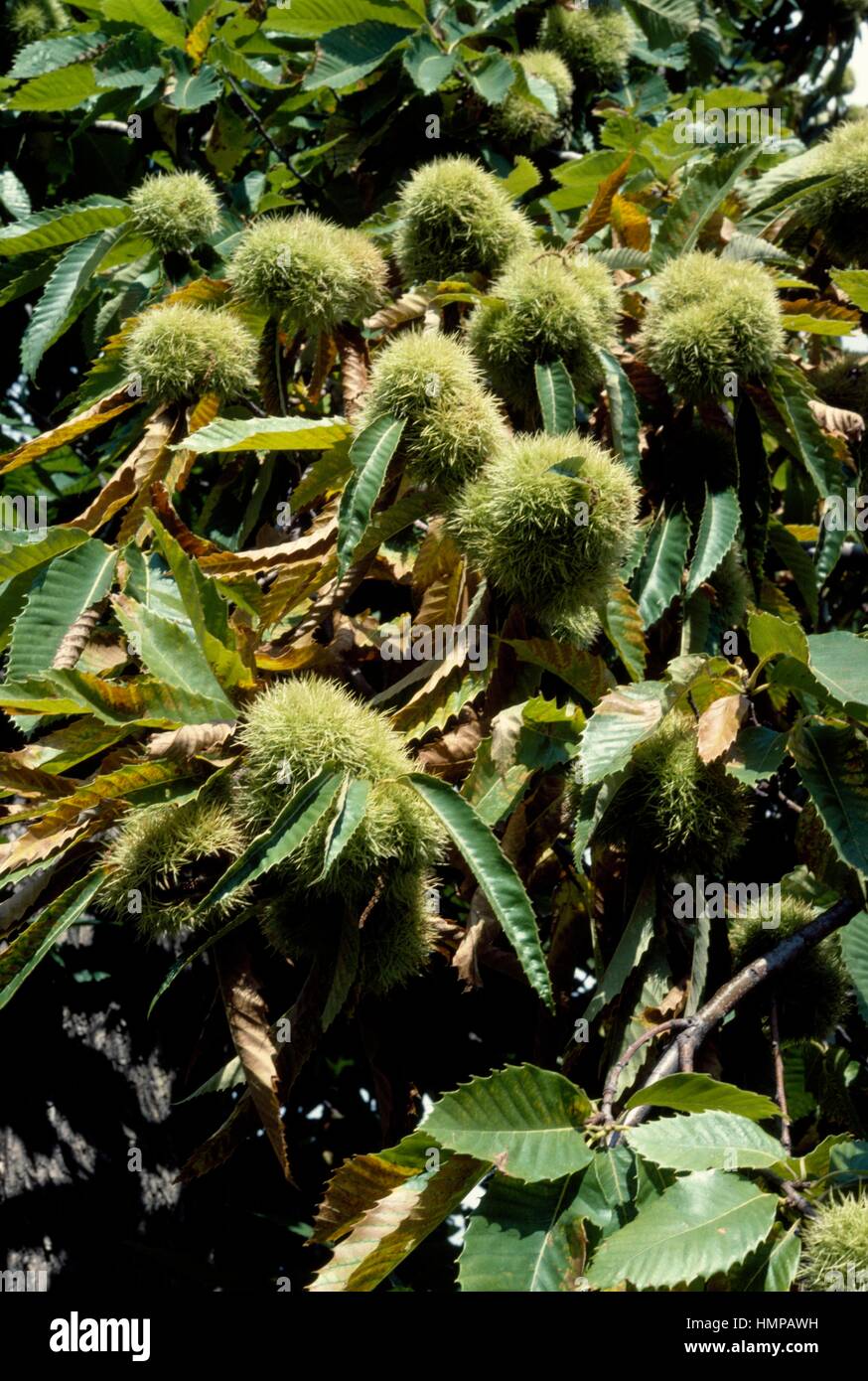 Curly Chestnut (Castanea sativa), Fagaceae Stock Photo - Alamy