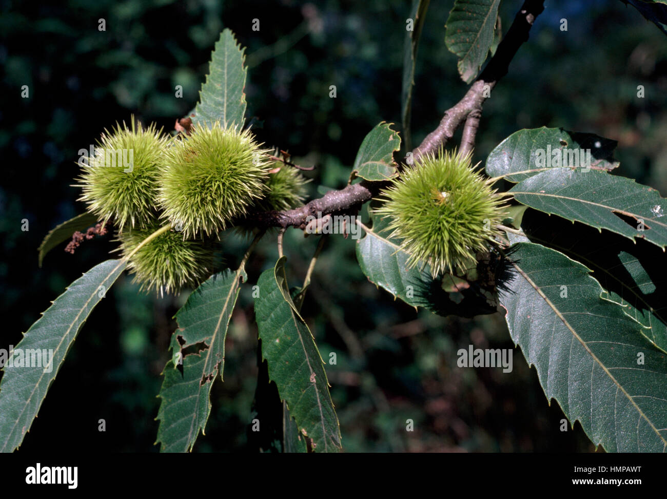 Curly Chestnut (Castanea sativa), Fagaceae Stock Photo - Alamy