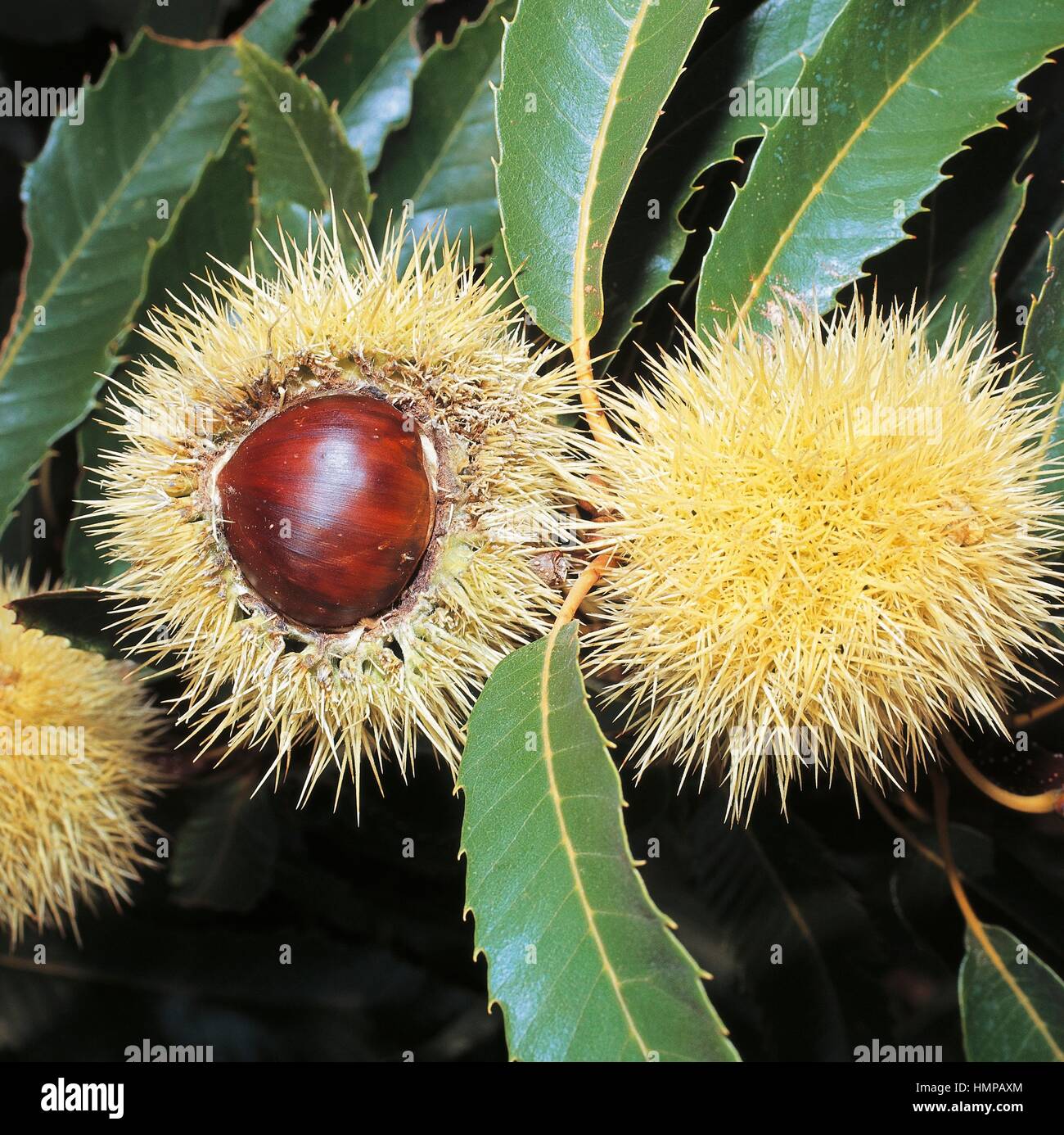 Curly Chestnut (Castanea sativa), Fagaceae Stock Photo - Alamy